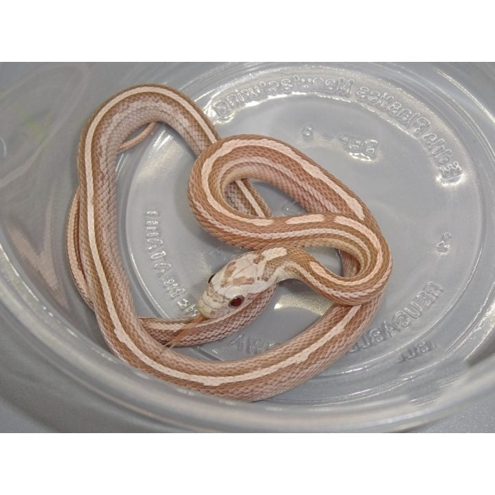 anery corn snake bite