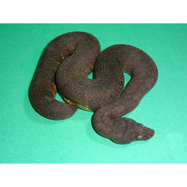 Viper Boa for Sale – Field Collected Heavy-Bodied Ground Boa | Big ...