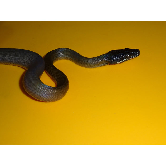 White-Lipped Python for Sale – Northern Variety, Field Collected | Big ...