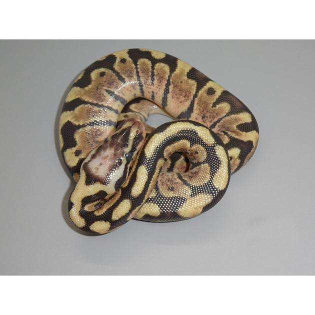 Woma Pastel Ball Python – Big Apple Herp - Reptiles For Sale