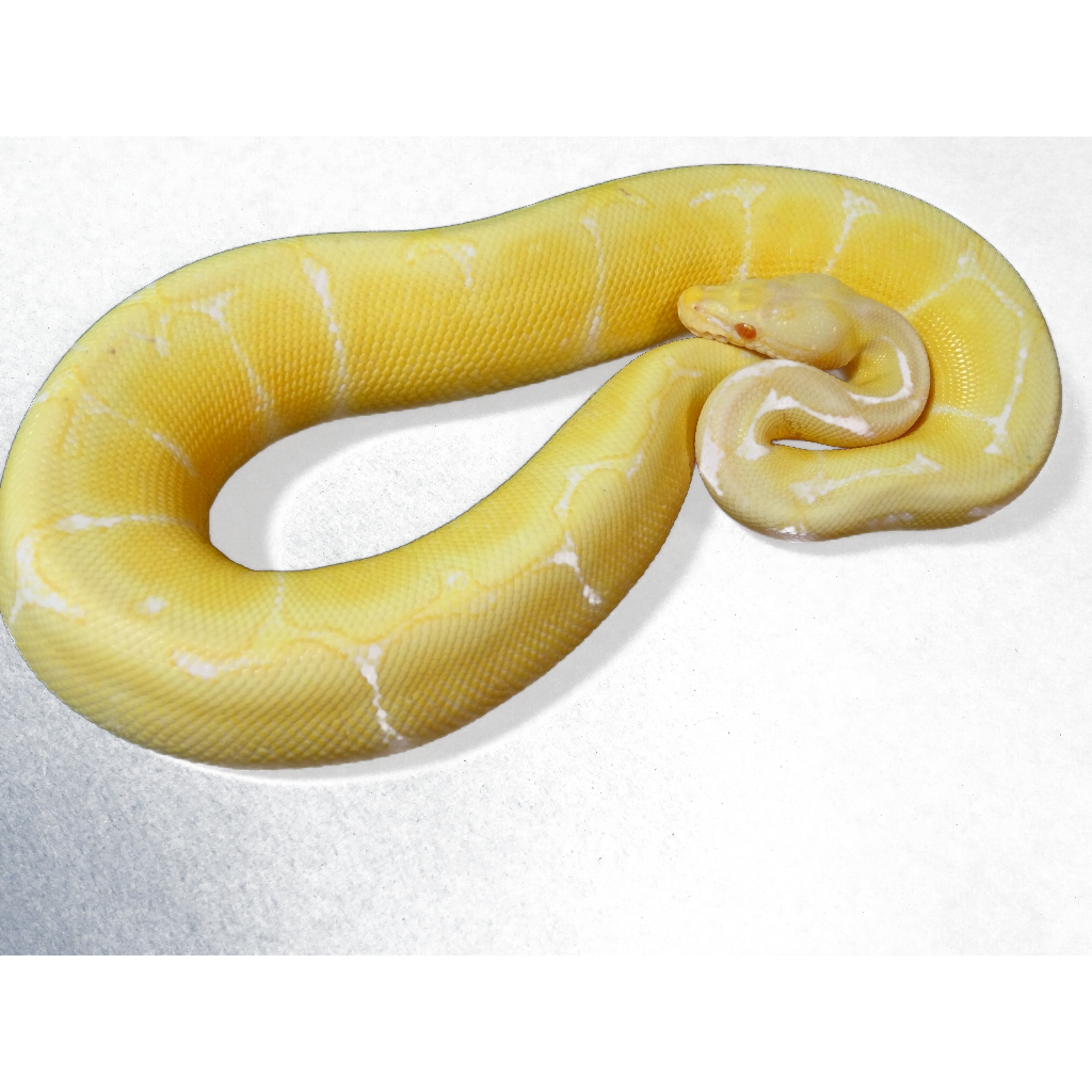 Bumblebee Pied Ball Python