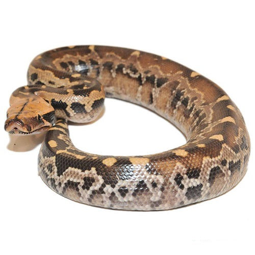 Borneo Blood Pythons – Big Apple Pet Supply