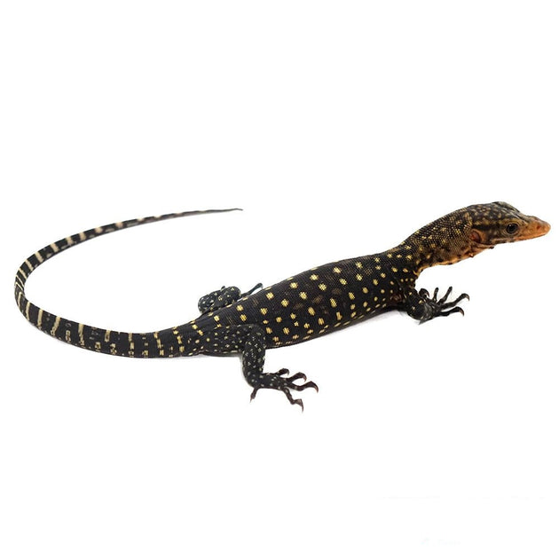 Buy Mangrove Monitors | Big Apple Herp