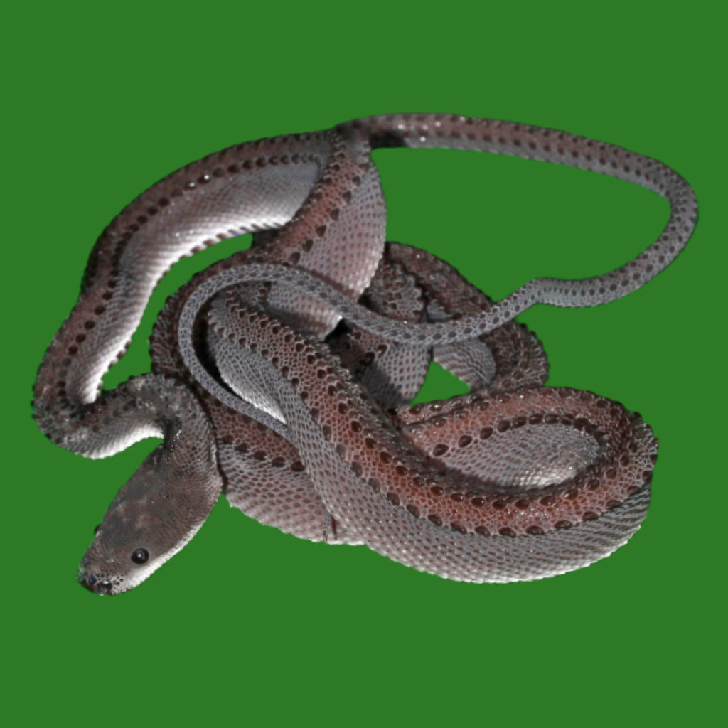 Dragon Snake Xenodermus Javanicus