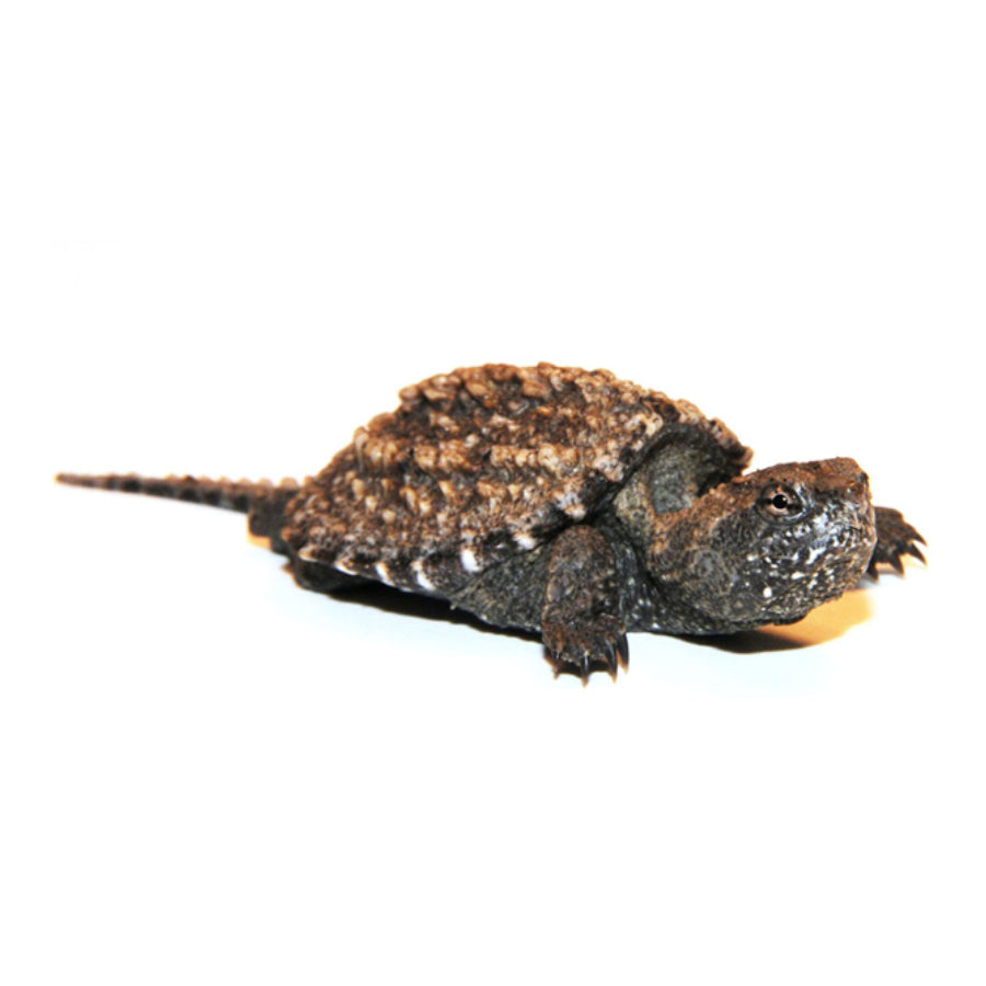 Baby Snapping Turtle Belly