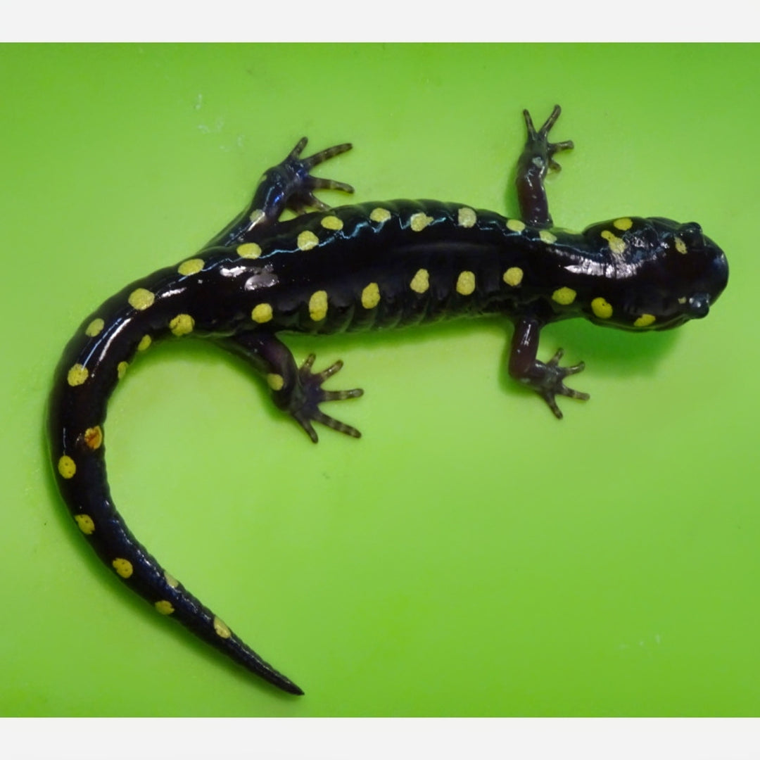 Green Spotted Salamander Rescuers Help A Salamander Cross The Road